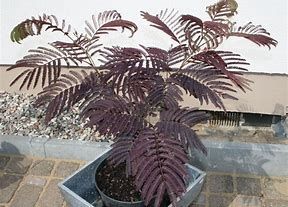 Mimoza pom floare roz Albizia Chocolat-frunza purpurie Domnesti • OLX.ro