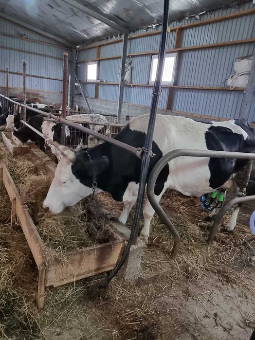 Anunturi vanzari vaci Maramures ' Vitei, tauri, juninci