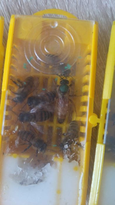 Matci imperecheate buckfast si carnica 45 lei regine albine stupi roi ...