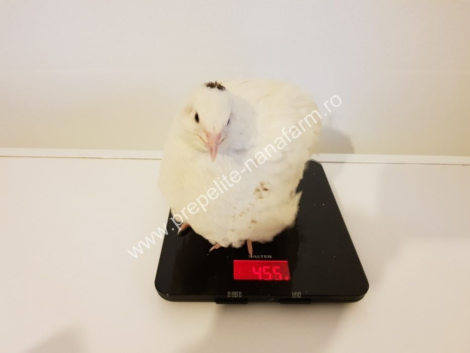 Oua de prepelita pentru incubat Polara Gigant Bucuresti Sectorul 5 • OLX.ro