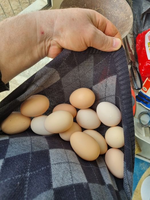 Ouă Găini Rasă AustraLorp Nr 1 La producția de Ouă zilnic, Satu Mare ...