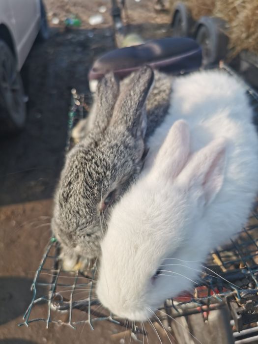 Vând iepuri cu ochi albaștri - rasă de carne Bailesti • OLX.ro