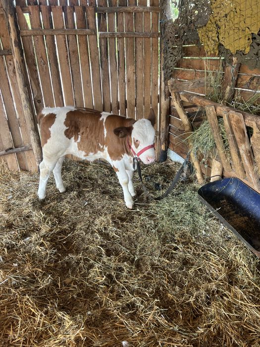 Vaca baltata romaneasca si vitel Dragoesti • OLX.ro