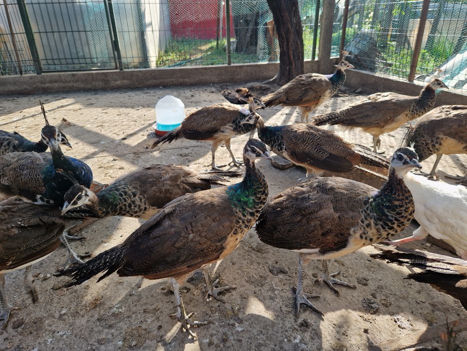 Vând pauni comuni Tecuci • OLX.ro