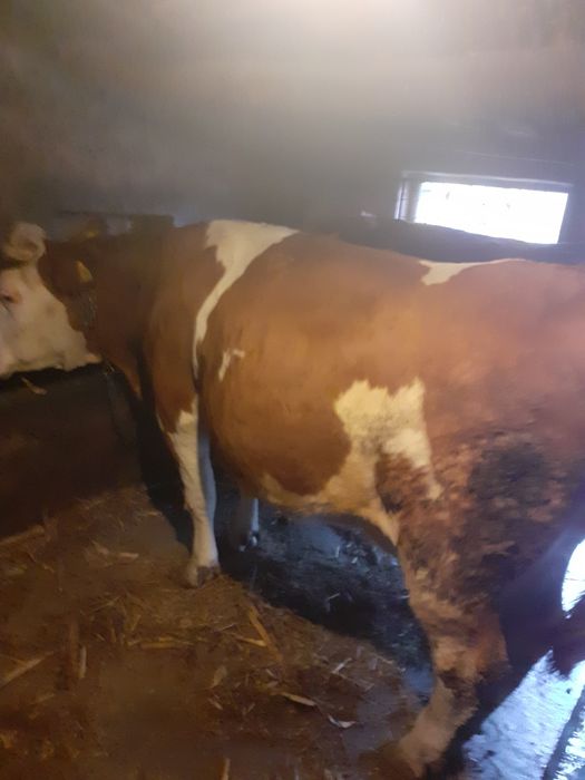 Vaca de vanzare. Dupus • OLX.ro