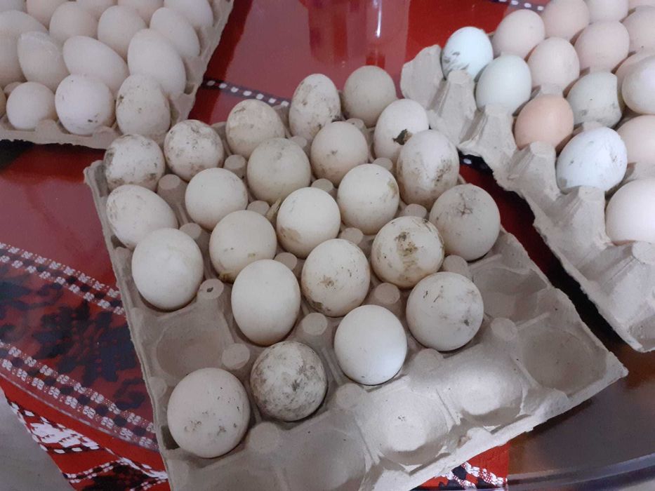 Oua rata leseasca culori deosebite - ciocolatie albastre crem negru ...