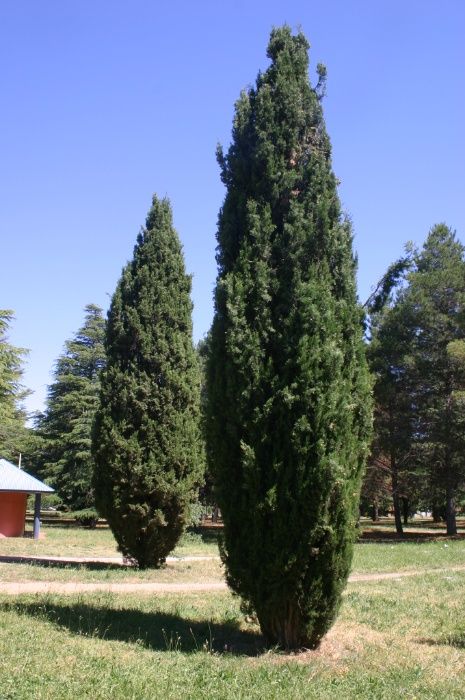 Chiparos italian-Cupressus Sempervirens Domnesti • OLX.ro