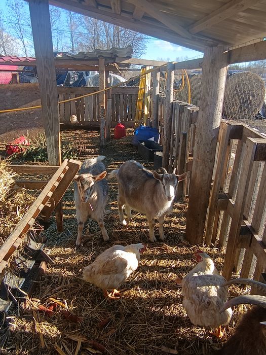 Capre si iedite gestante Dobreni • OLX.ro