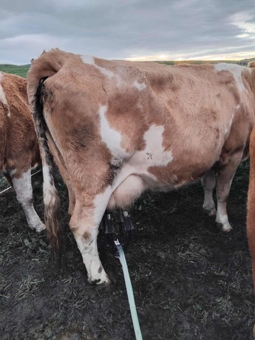 Vand 3 vaci cu lapte Sieut • OLX.ro