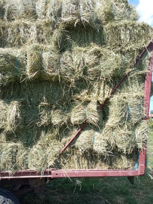 Baloti de fan, otava 2025 Lemnia • OLX.ro