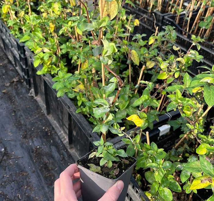 Lonicera Mana maicii domnului-Caprifoi rosu,roz,galben,alb 100 buc ...