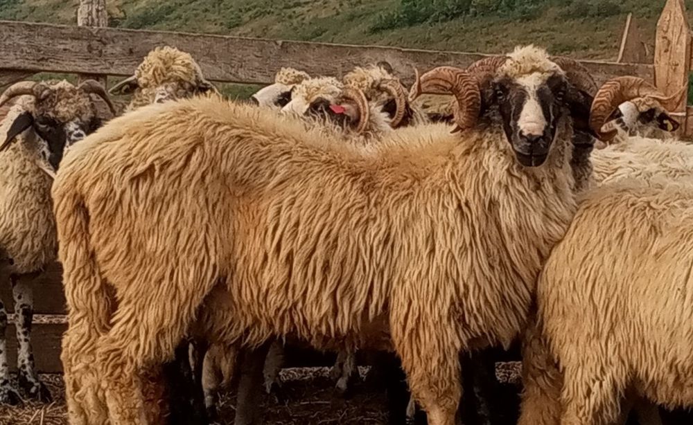 Berbeci miori cu certificat de origine Huedin • OLX.ro