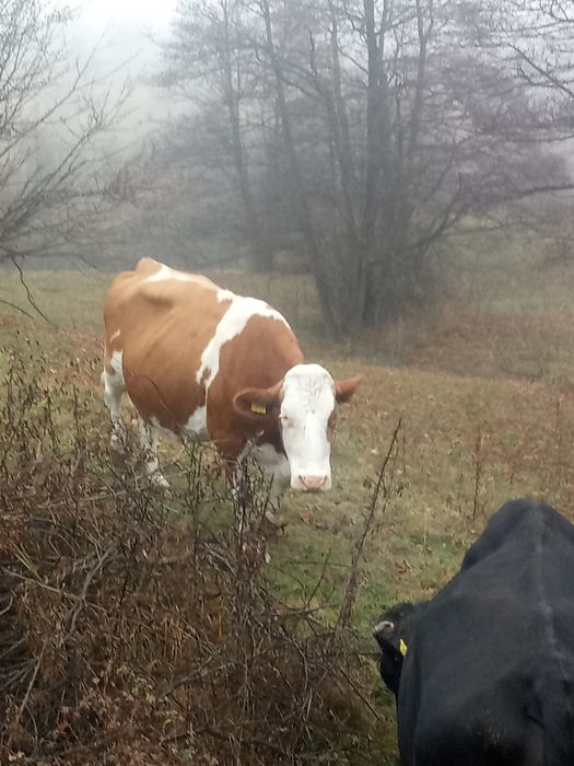 Vand vaci bune de lapte Vicovu de Jos • OLX.ro