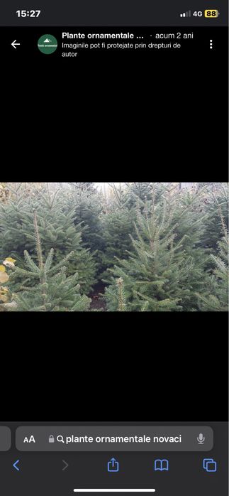 Brazi de nunta /Crăciun plante ornamentale Novaci • OLX.ro