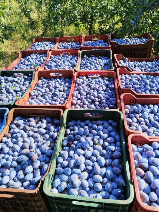 Prune pentru țuică și palincă Ramnicu Valcea • OLX.ro