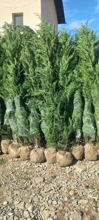 Leylandi chiparos 1m la 3 m Tunari • OLX.ro