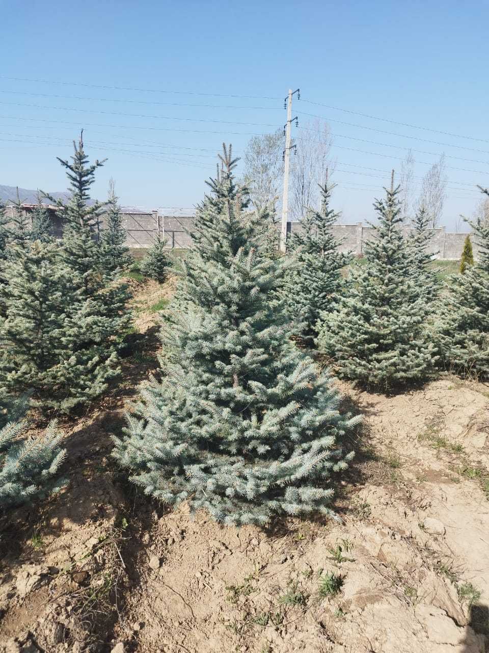 ИЗ ПИТОМНИКА Можжевельники скальные Туя брабант смарагд Елка Ели Туи ...