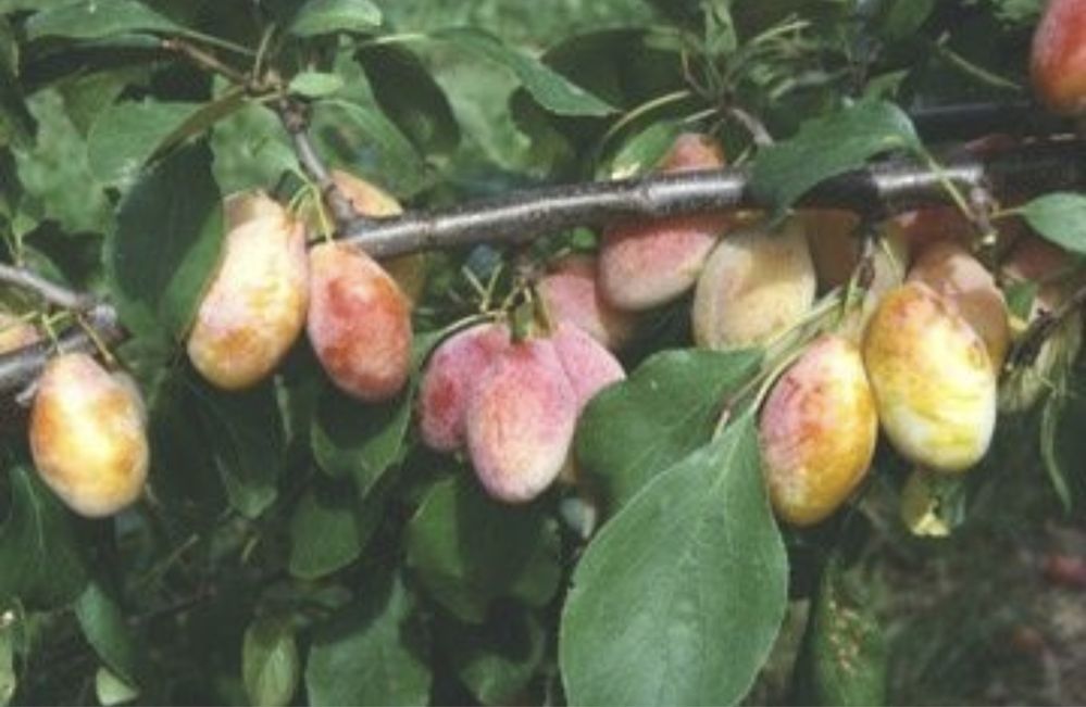 Prun Tipala Autofertil Ciumbrud • OLX.ro