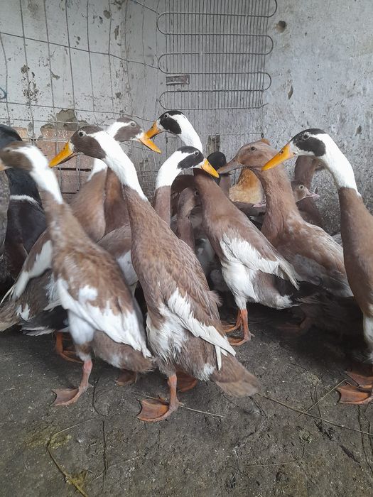 Oua rata indiene alergatoare Iasi • OLX.ro