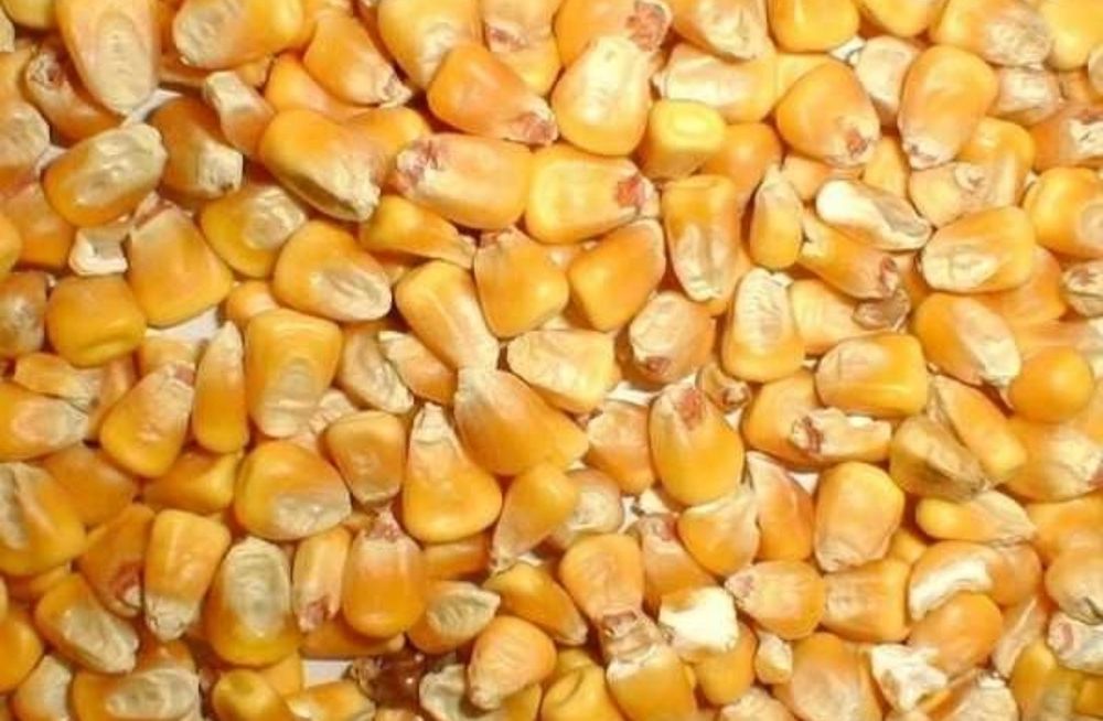 Porumb boabe 2022 Tamaseu • OLX.ro