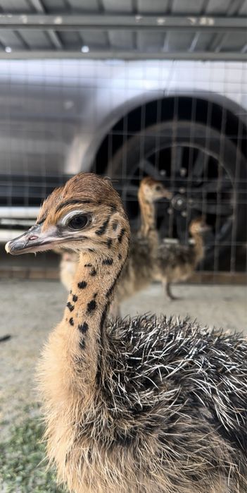 Vând pui de struț african cu vârsta de 30+ zile !!! Vartop • OLX.ro