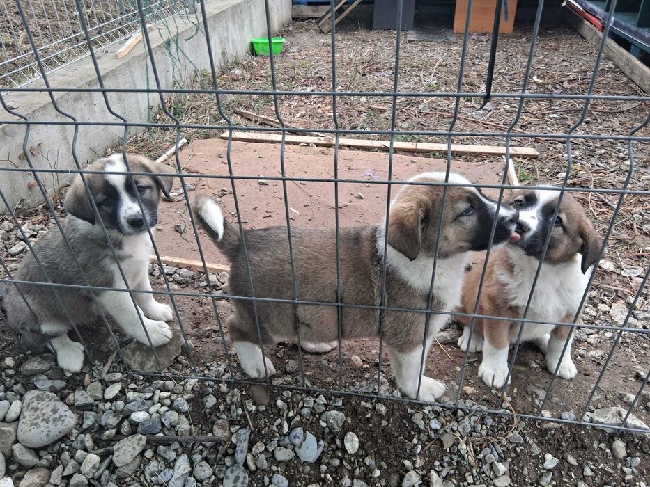 Donam catelusi rasa obisnuita Ploiesti • OLX.ro