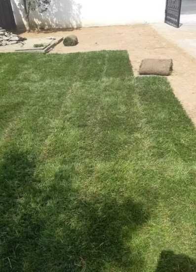 Gazon natural, perfect pentru curți și terenuri de sport Sibiu • OLX.ro