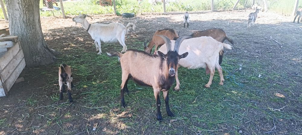 Vând iedițe din capre bune de lapte alpin f Garoafa • OLX.ro