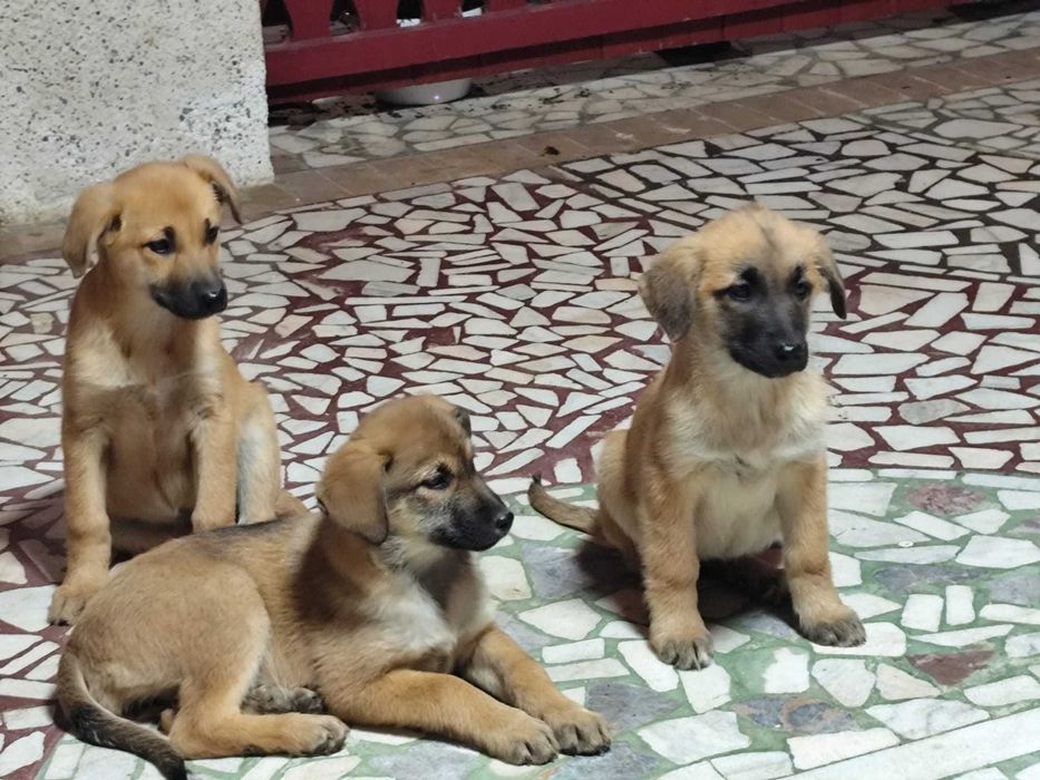 Donez 3 fete Malinoise Belgian 2 luni jumate Ramnicu Valcea • OLX.ro