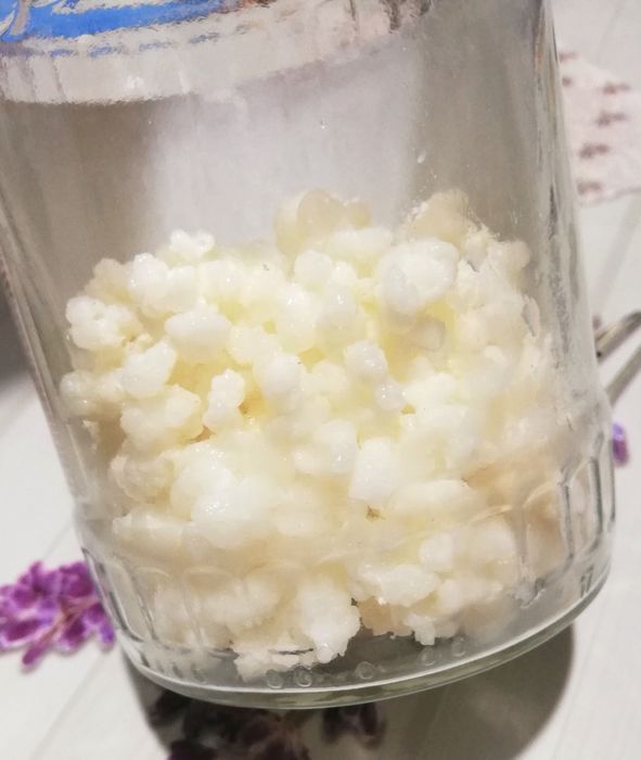 Жива кефирена гъба / Кефир гр. София Младост 1 • OLX.bg