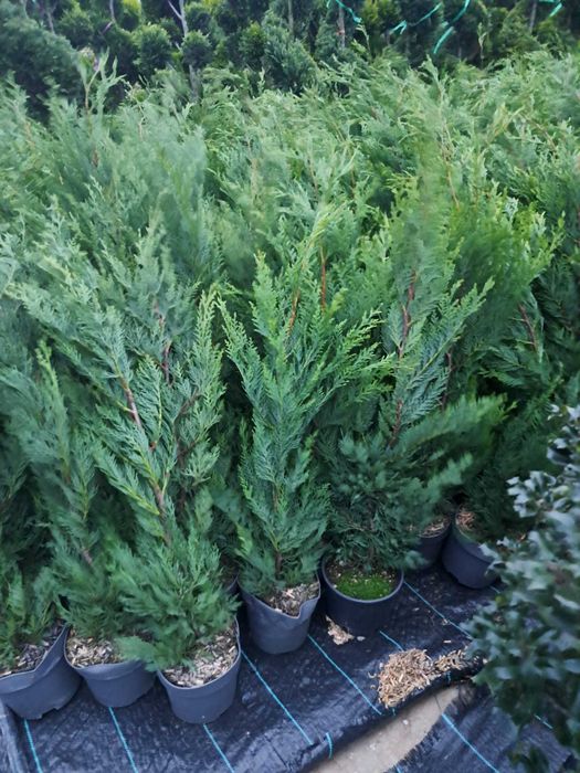 Vând magnolie, leylandi, spirală, pon pon, bonsai, măslin, catalpa Iasi ...