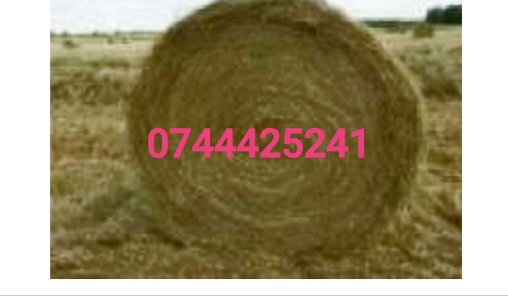 Baloti rotud fan Odorheiu Secuiesc • OLX.ro