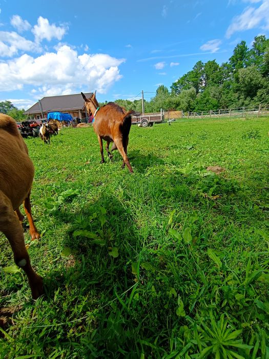 Capre alpina franceza Dobreni • OLX.ro
