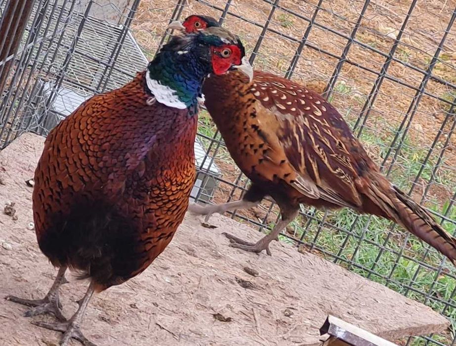 Fazan comun - 2 masculi + o femela Iasi • OLX.ro