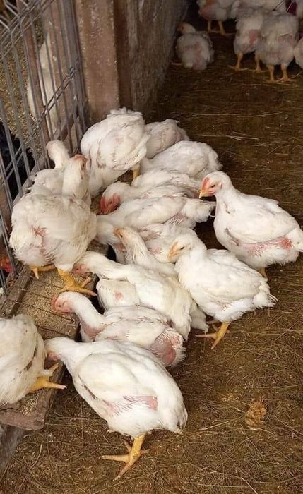 Pui de carne și rasa mixta Cudalbi • OLX.ro