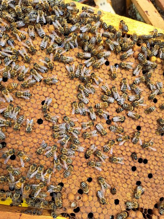 Precomenzi matci Carpatine împerecheate 2025 (10+1) Arad • OLX.ro