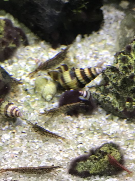 Melci acvariu carnivori (se hranesc cu alti melci) Popoveni • OLX.ro