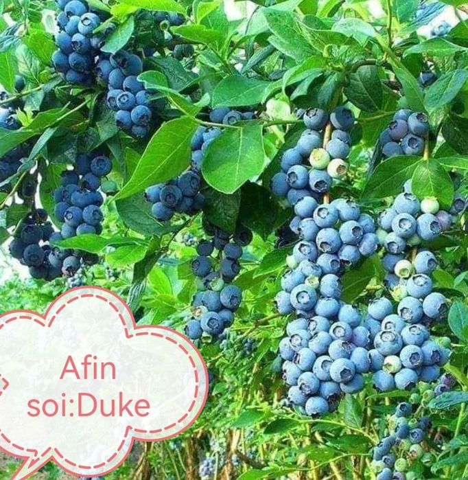 Afin de cultură soi Duke Codru Butesii • OLX.ro