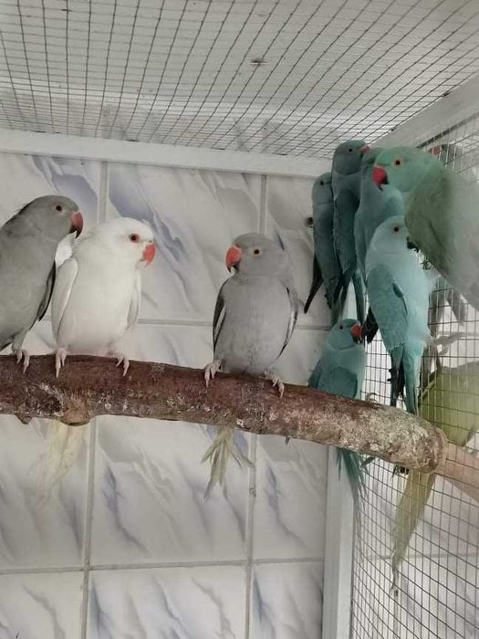 Vând micul Alexander Galati • OLX.ro