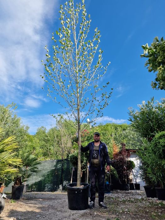 Platan ( platanus acerifolia ) mesteacan, tei, artar, copaci de umbră ...