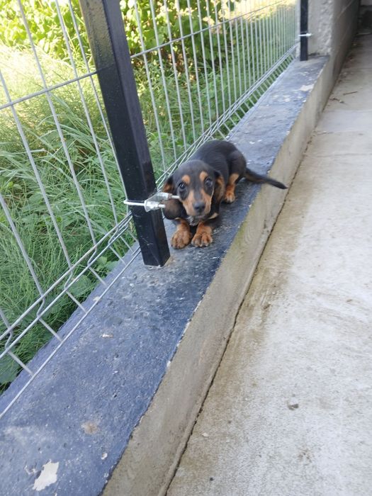 Catelusa teckel de vanzare Cihei • OLX.ro