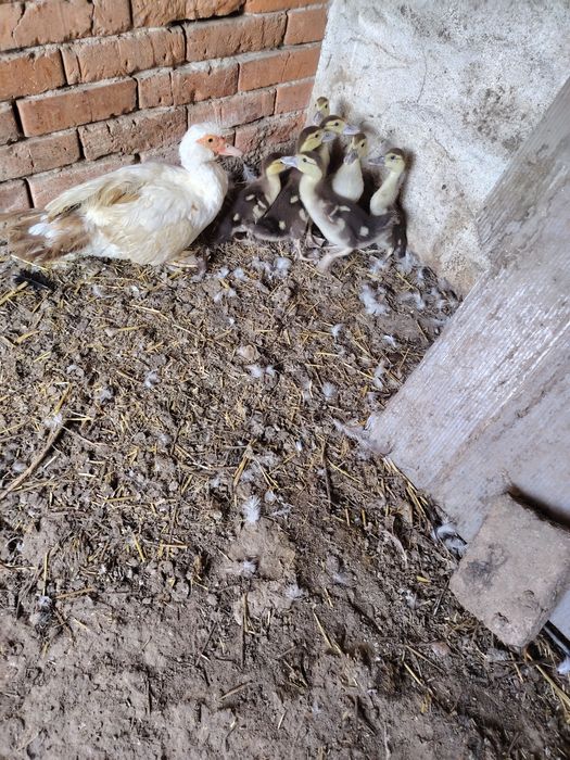 Boboci de rata mută Tileagd • OLX.ro