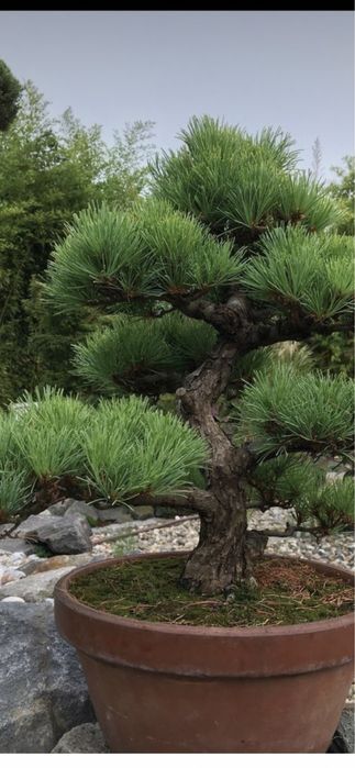 Plante ornamentale pin bonsai,copaci,tufă Campeni • OLX.ro