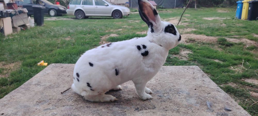 Iepure Rex dalmațian Suceava • OLX.ro