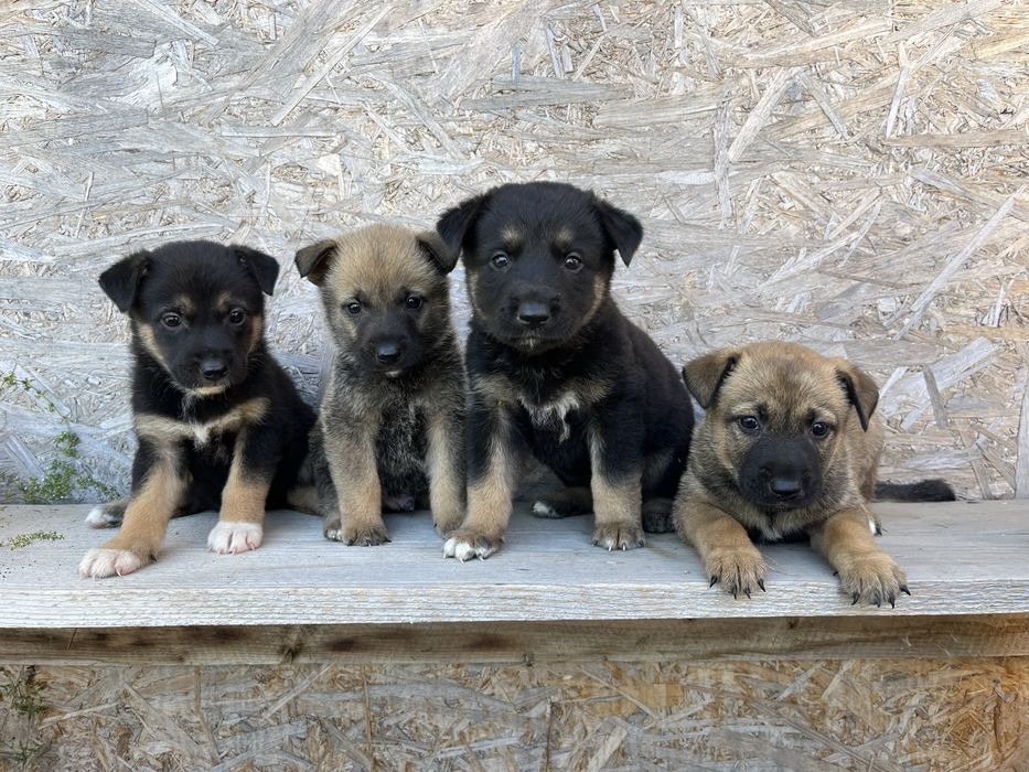 Ofer spre adoptie 4 pui caine Bucuresti Sectorul 1 • OLX.ro