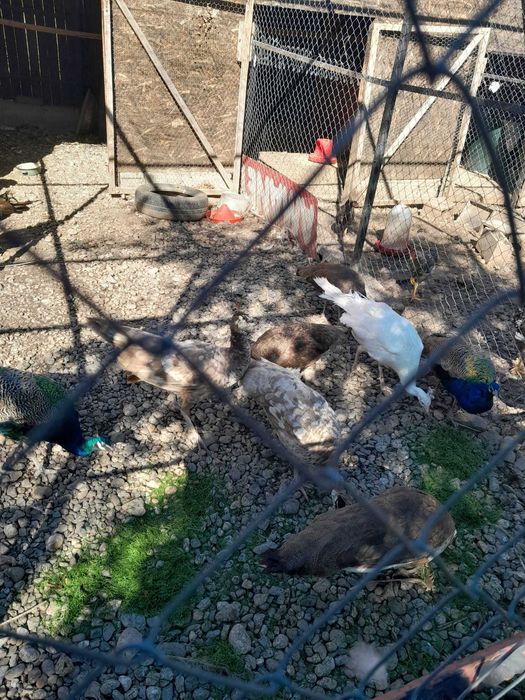 Pauni maturi de vanzare Gavanesti • OLX.ro