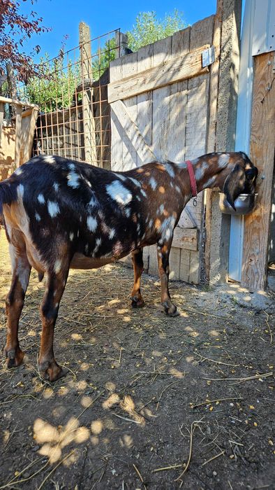 Capre anglo nubiene Focsani • OLX.ro