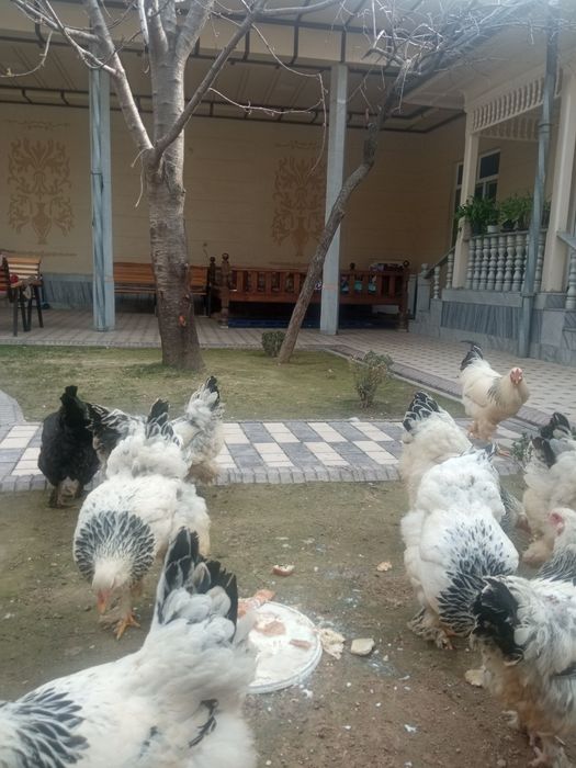 Brama tovuq va xorozlar: 240 000 сум - Птицы Ташкент на Olx