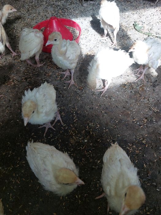 Vând pui curca de carne Satu Mare • OLX.ro