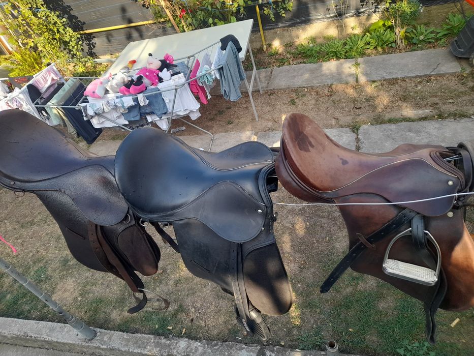 Sa,săi calarie echitație Urlati • OLX.ro